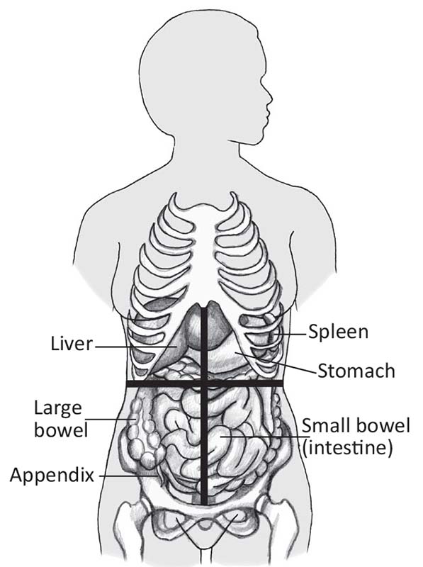 Abdominal Organs Quadrants